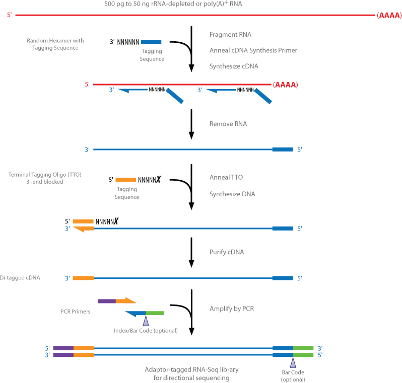ScriptSeq RNA-Seq Library Preparation Kit