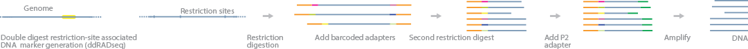 ddRADSeq