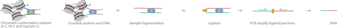 Hi-C/3C-Seq/Capture-C
